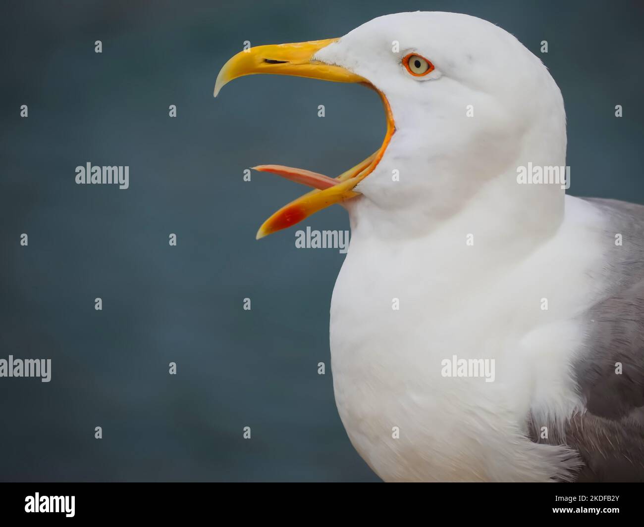 Herring gull Larus argentatus portrait with blue background Stock Photo ...