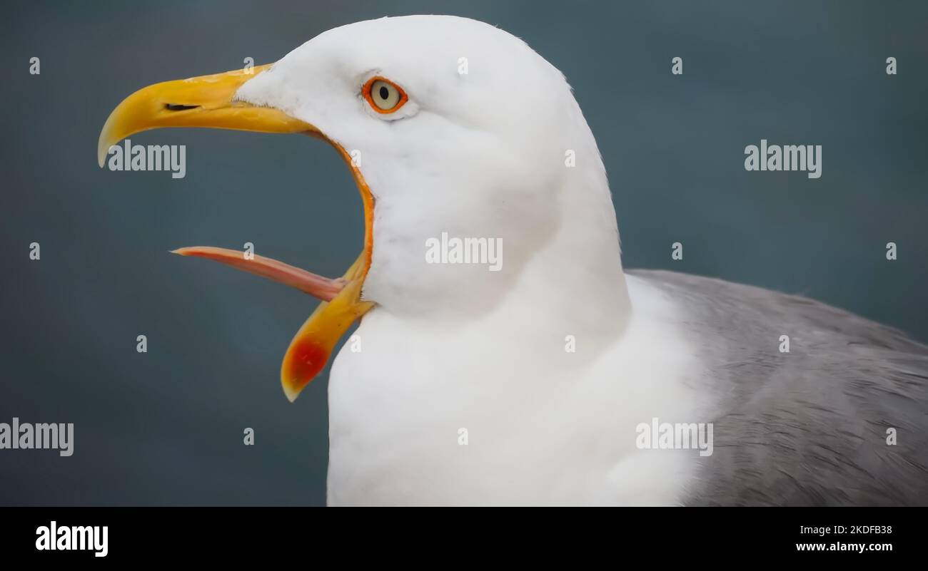 Herring gull Larus argentatus portrait with blue background Stock Photo ...