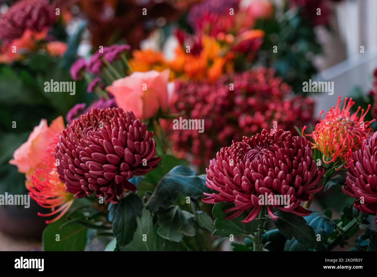 Dark plum purple chrysanthemums flowers background Stock Photo - Alamy