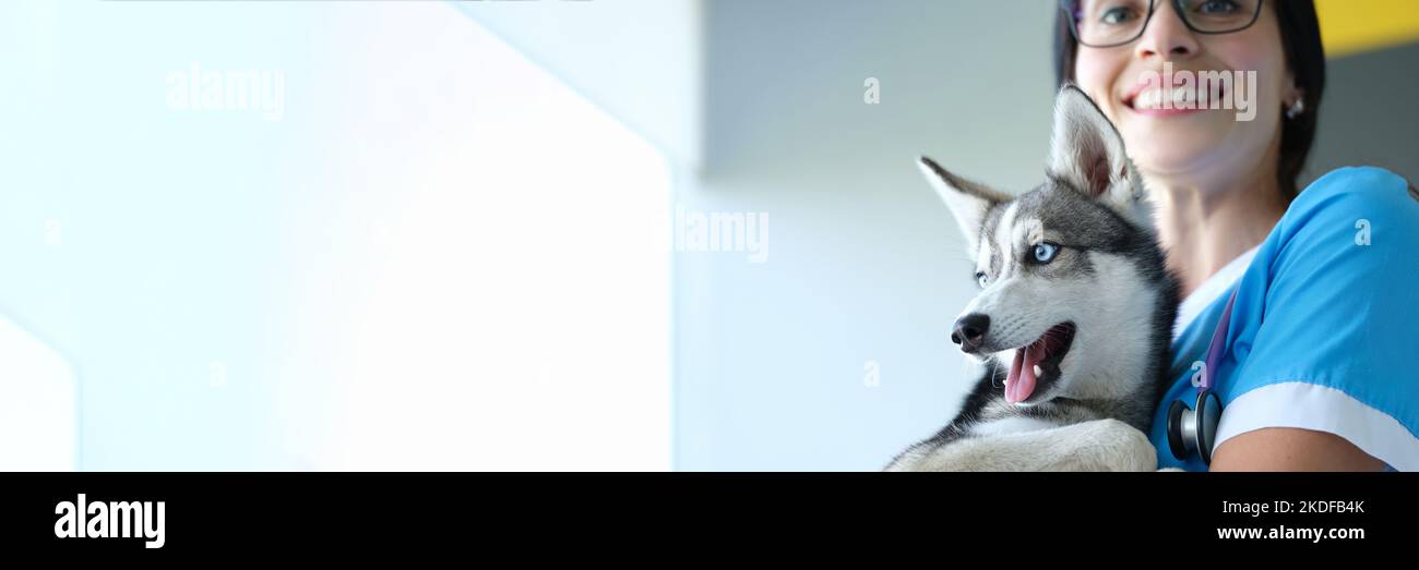 Veterinarian putting bandage on dogs paw after injury, dog pet in vet ...