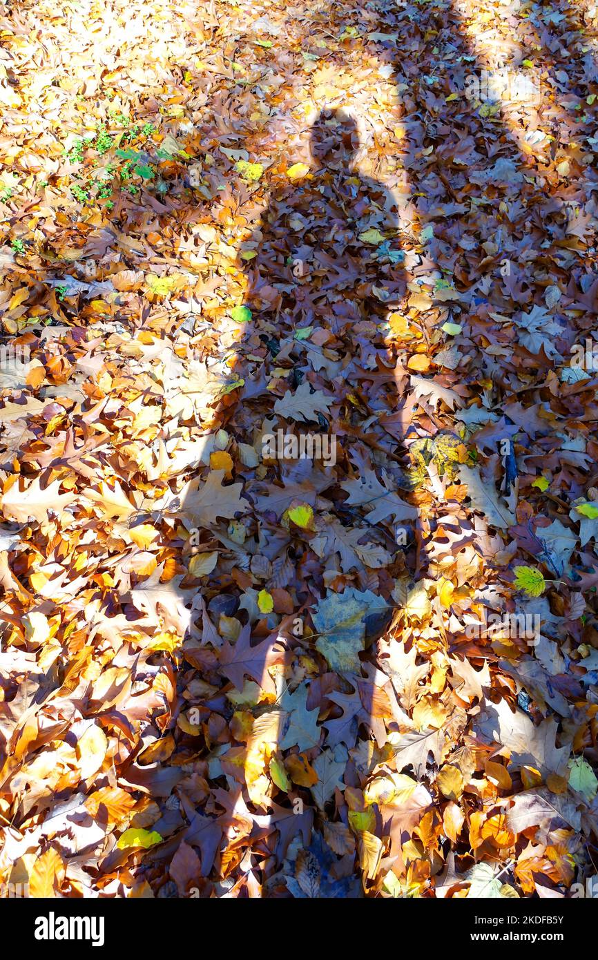 Shadow, forest in Brandenburg, Germany Stock Photo - Alamy