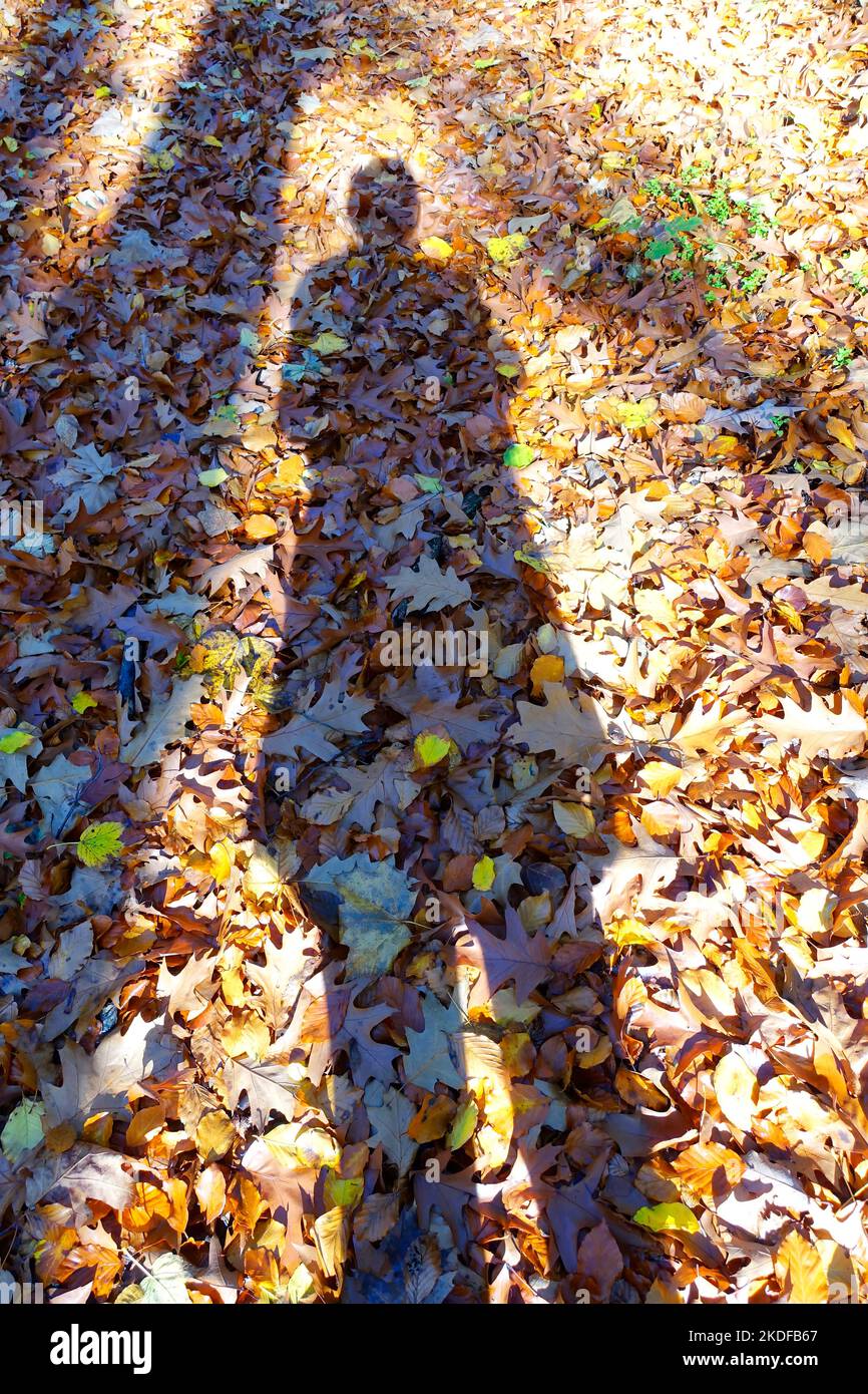 Shadow, forest in Brandenburg, Germany Stock Photo - Alamy