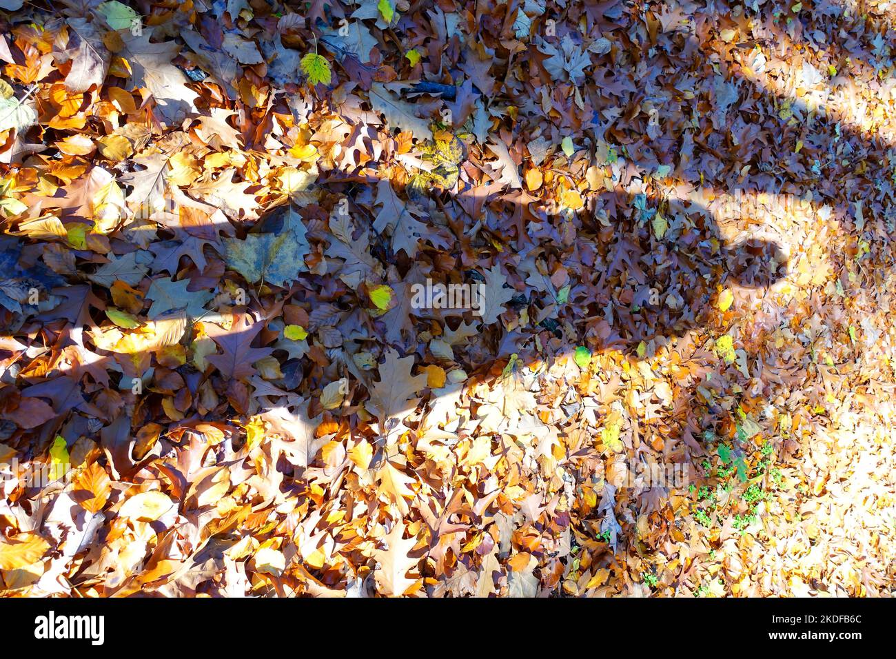 Shadow, forest in Brandenburg, Germany Stock Photo - Alamy