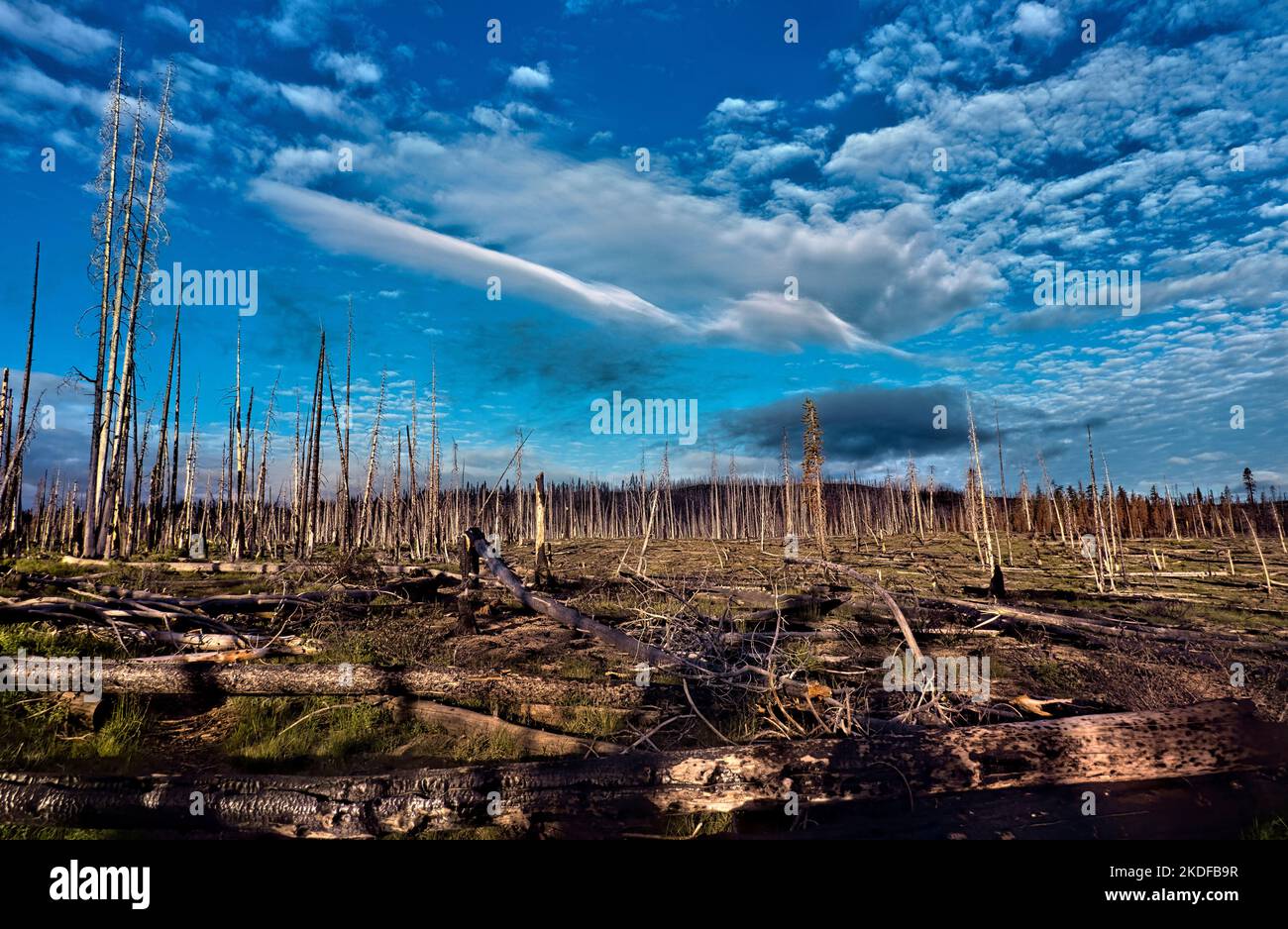 Walking through a forest fire burn in Lassen Volcanic National Park ...