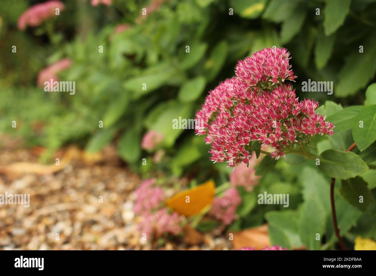 Low angle ground level view of sedum jaws Stock Photo - Alamy