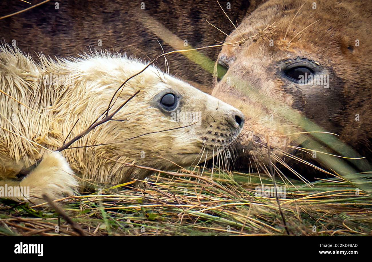 December Birth Animal