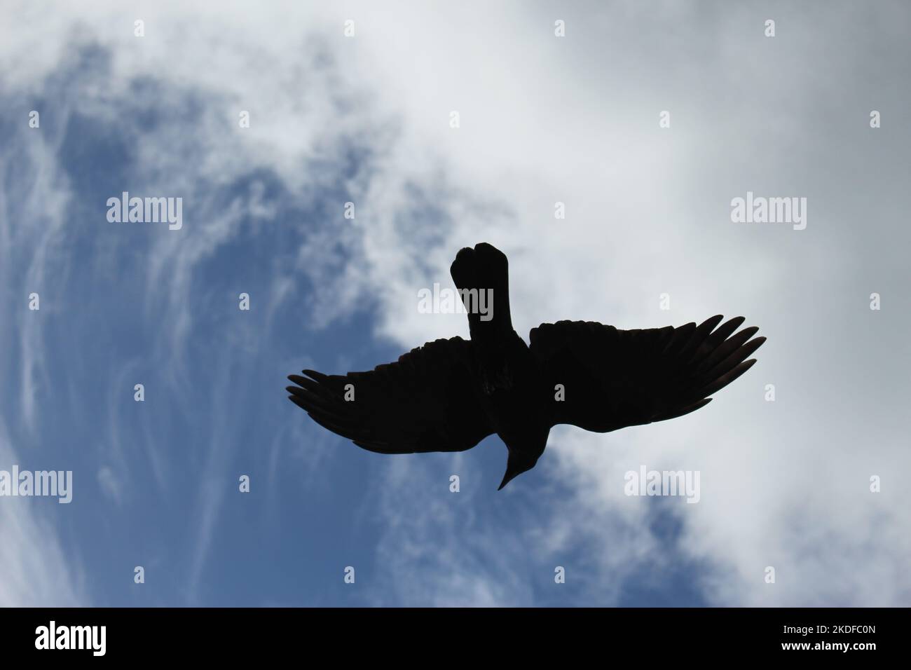 Single black crow bird silhouette against a cloudy blue sky Stock Photo ...