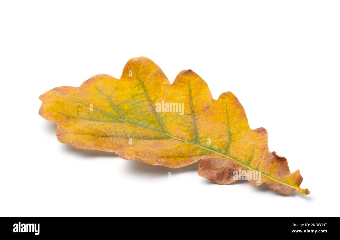 Autumn leaf isolated on white background with shadows, clipping path ...