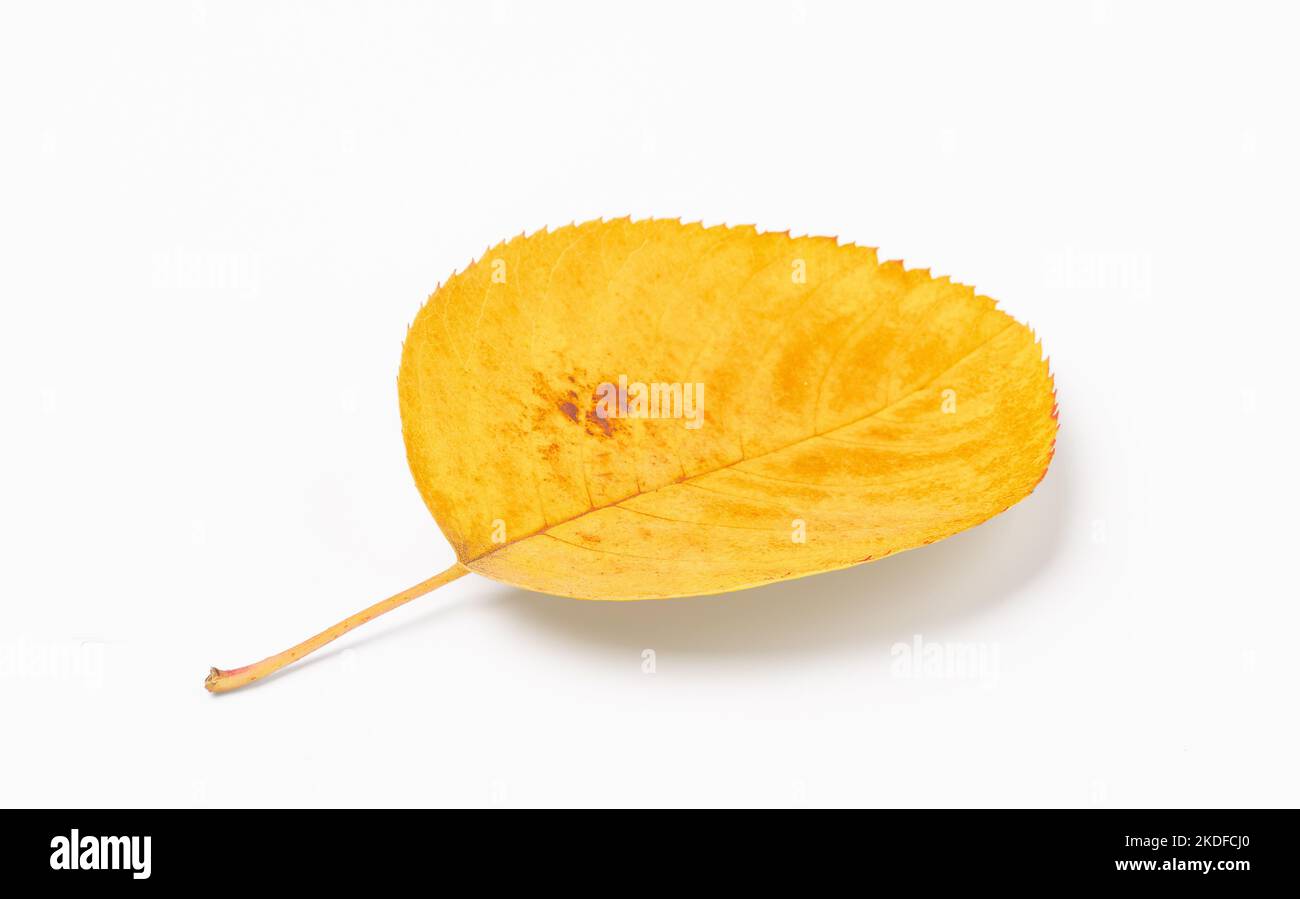Autumn leaf isolated on white background with shadows, clipping path ...