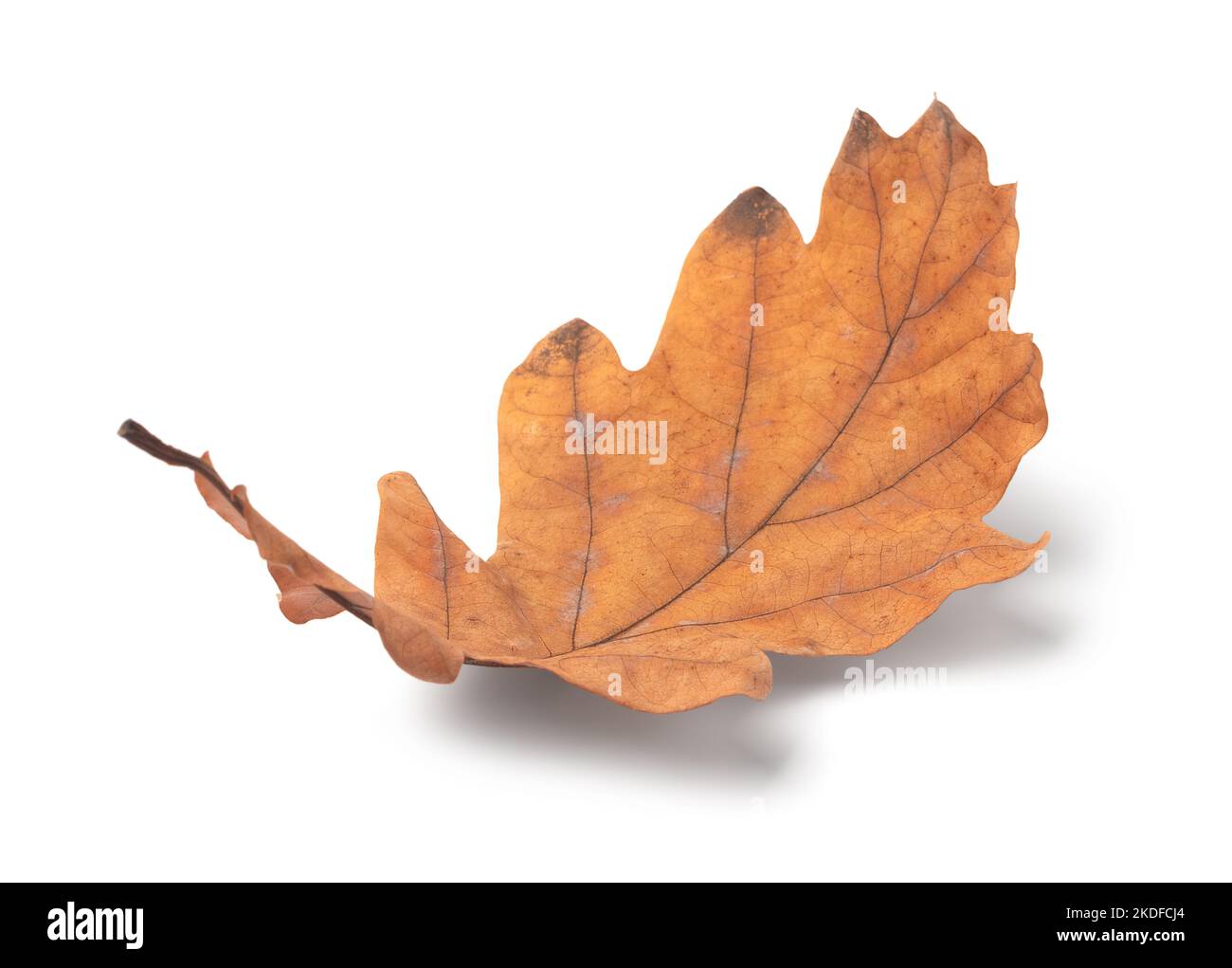 Autumn leaf isolated on white background with shadows, clipping path ...