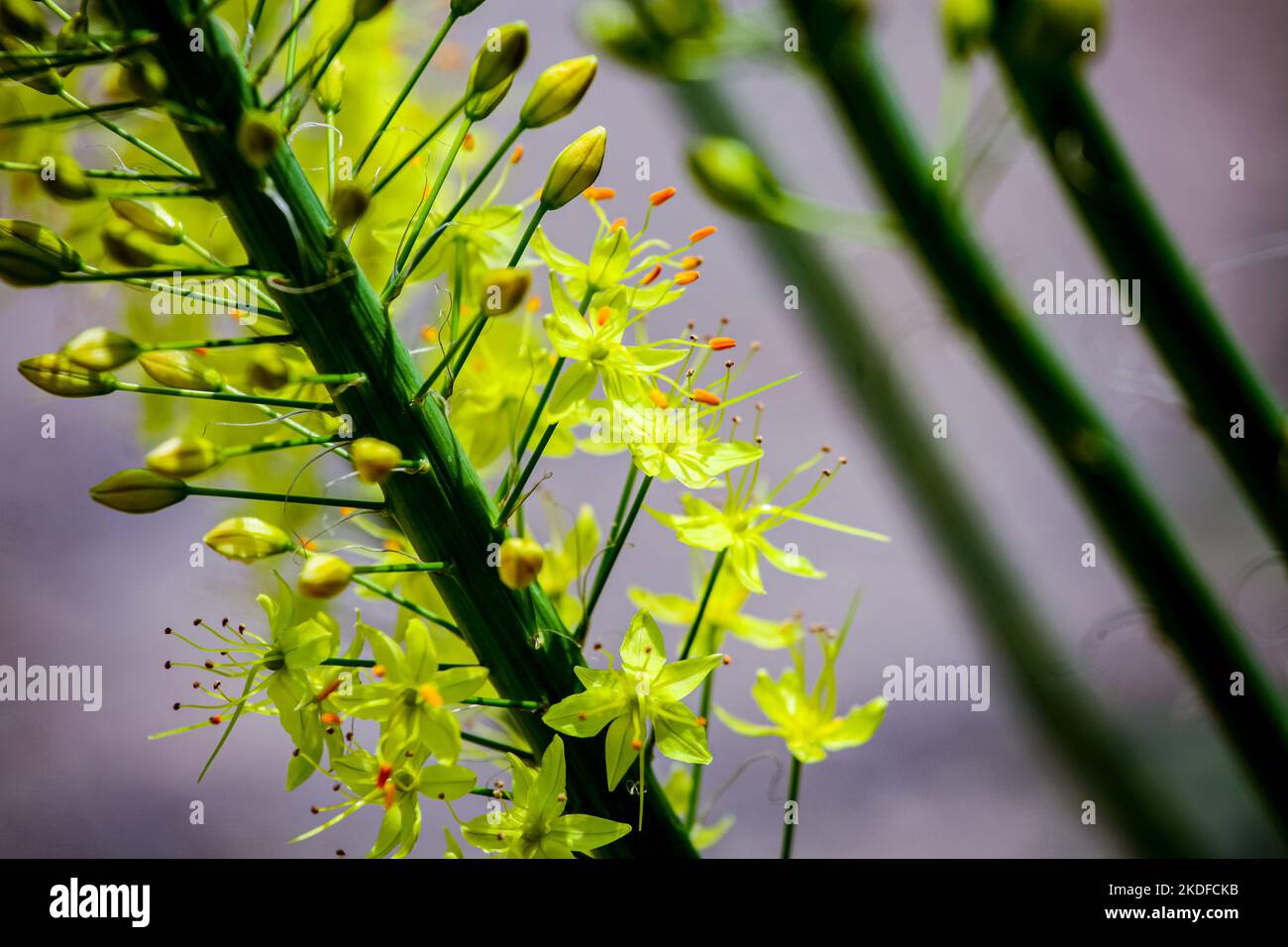 Closeup detail of Narrow leaved foxtail lily (Eremurus stenophyllus ...