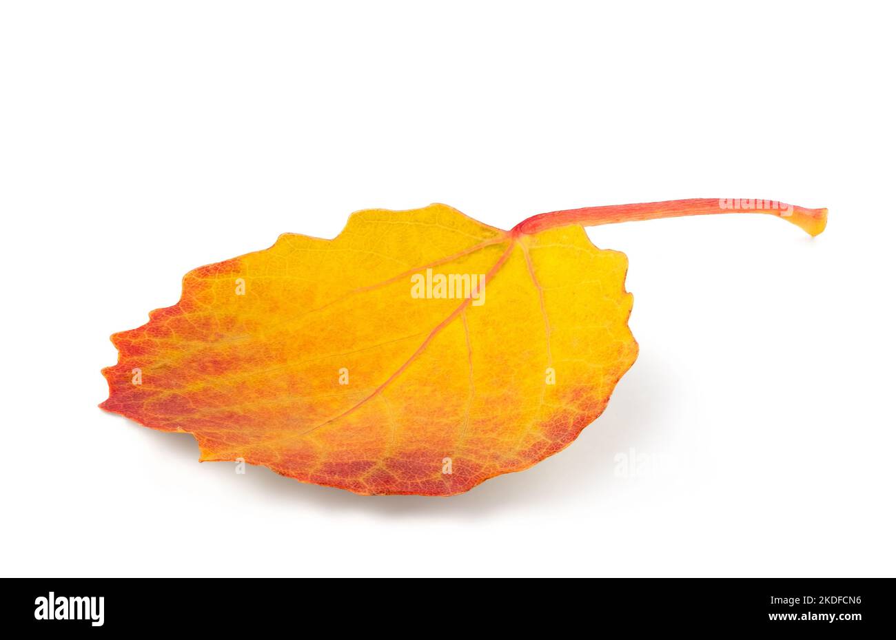 Autumn leaf isolated on white background with shadows, clipping path ...