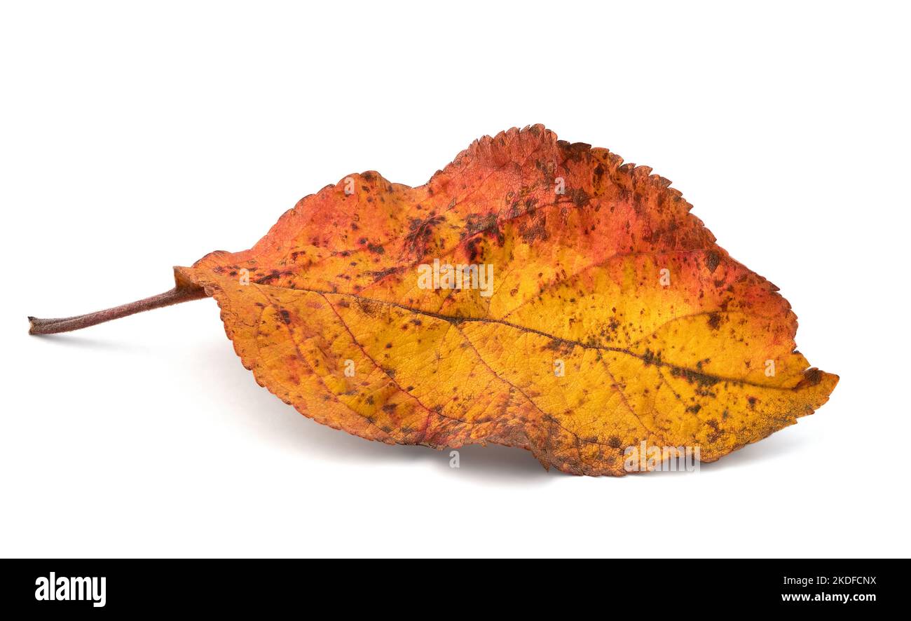 Autumn leaf isolated on white background with shadows, clipping path ...