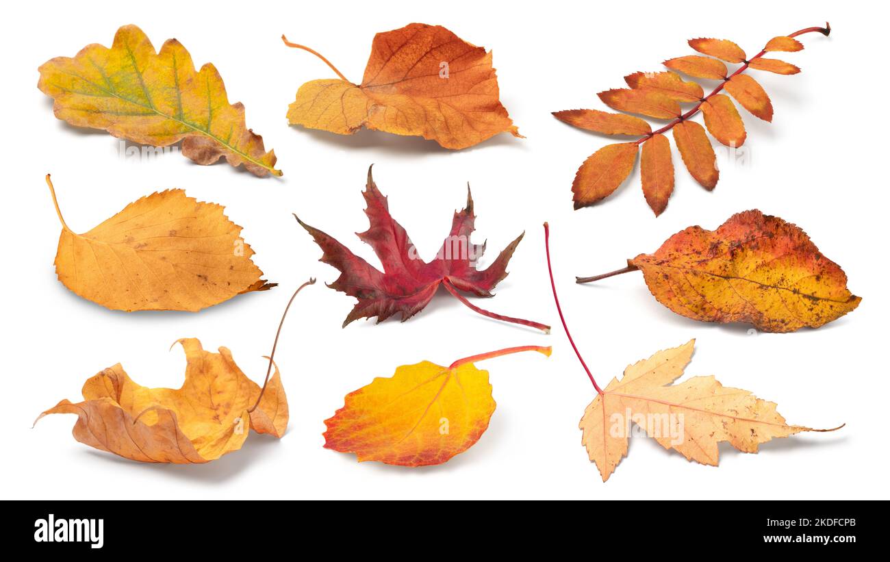 Autumn leaves isolated. Collection of colorful fallen autumn leaves ...