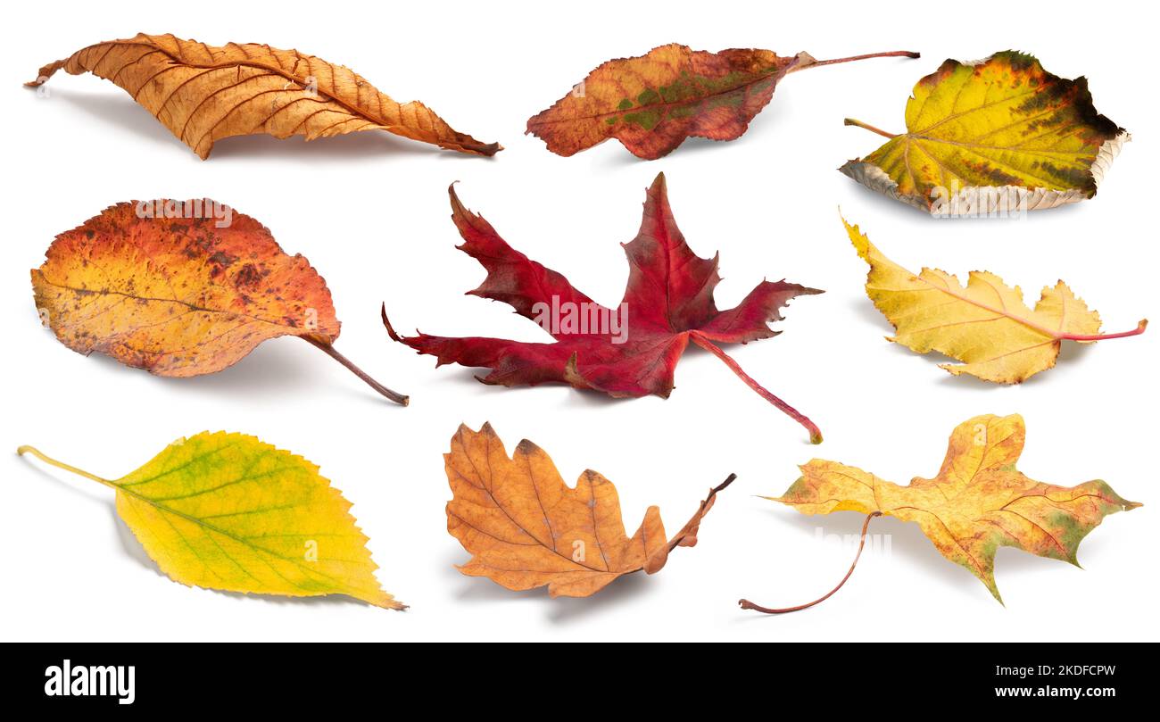 Autumn leaves isolated. Collection of colorful fallen autumn leaves ...