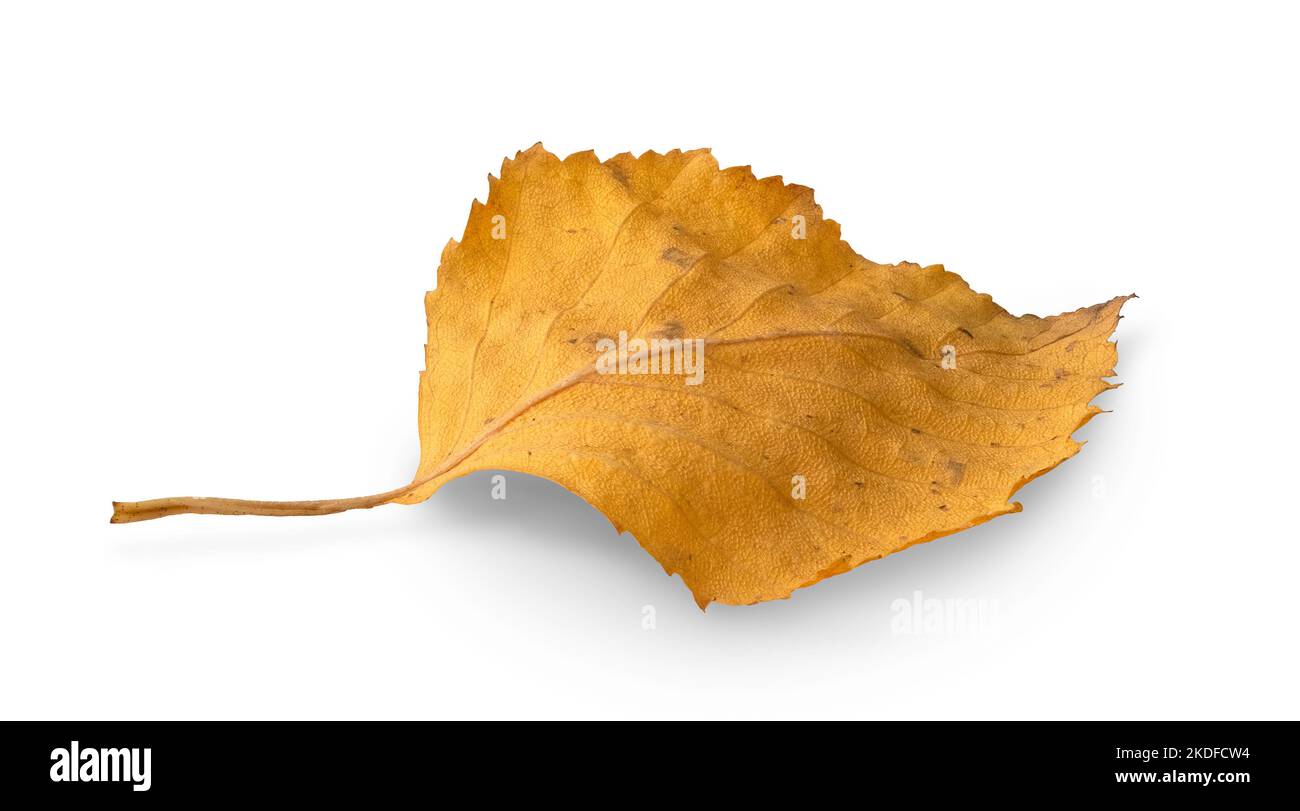 Autumn leaf isolated on white background with shadows, clipping path ...