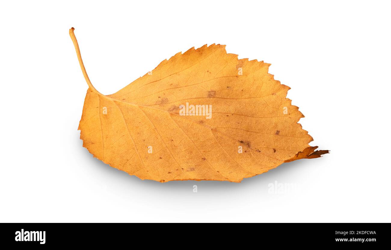 Autumn leaf isolated on white background with shadows, clipping path ...