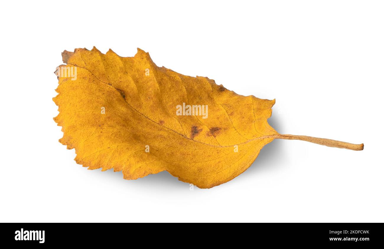Autumn leaf isolated on white background with shadows, clipping path ...