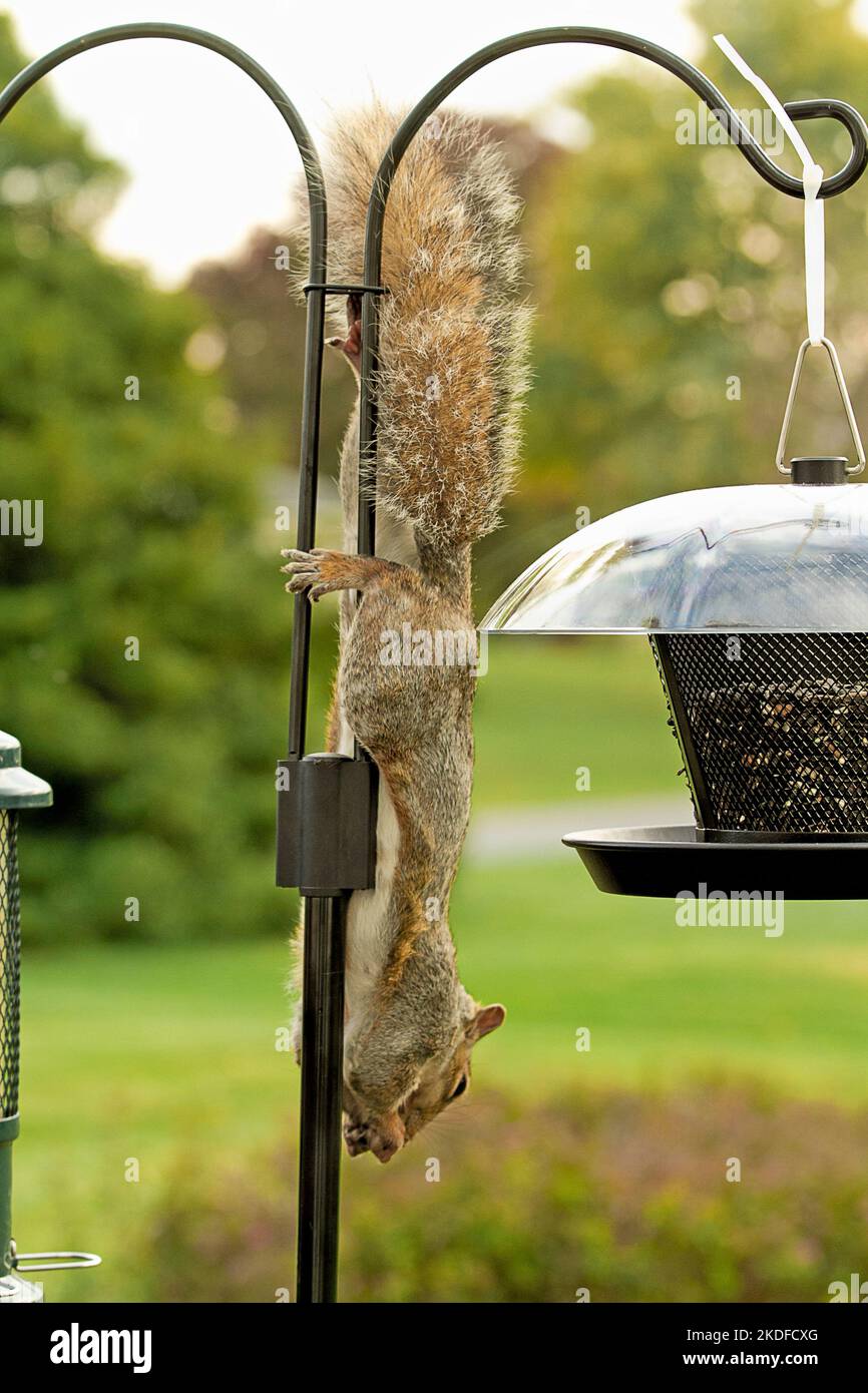Attacking bird hi-res stock photography and images - Alamy