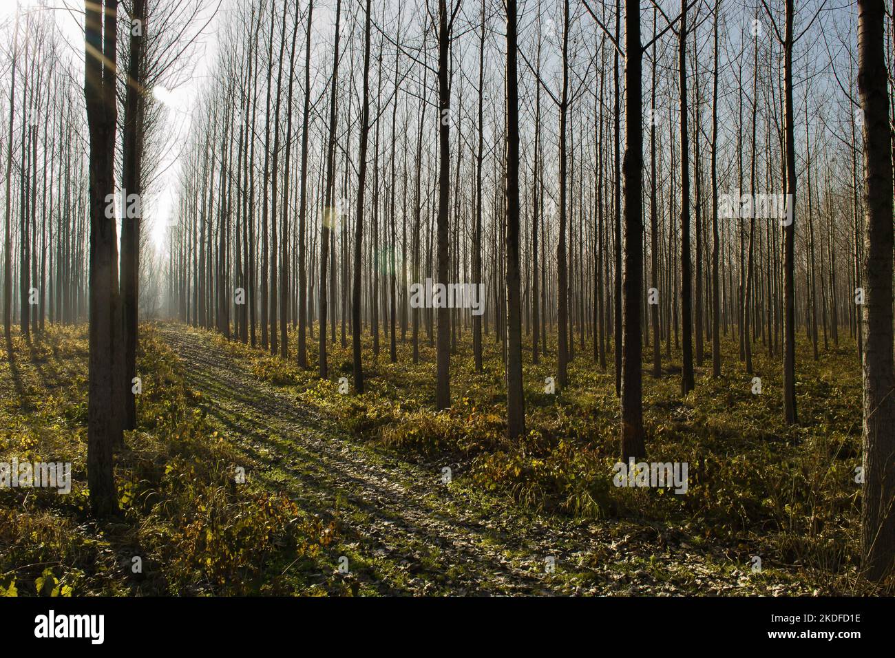 Poplar trees in the autumn period of the year. The forest in the autumn ...