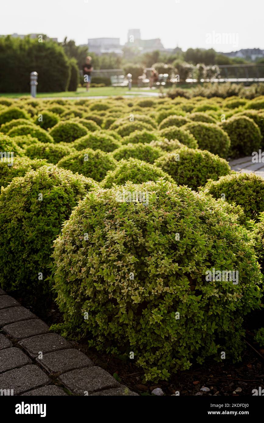 Boxwood bushes are used in the landscape design of the city park Stock ...
