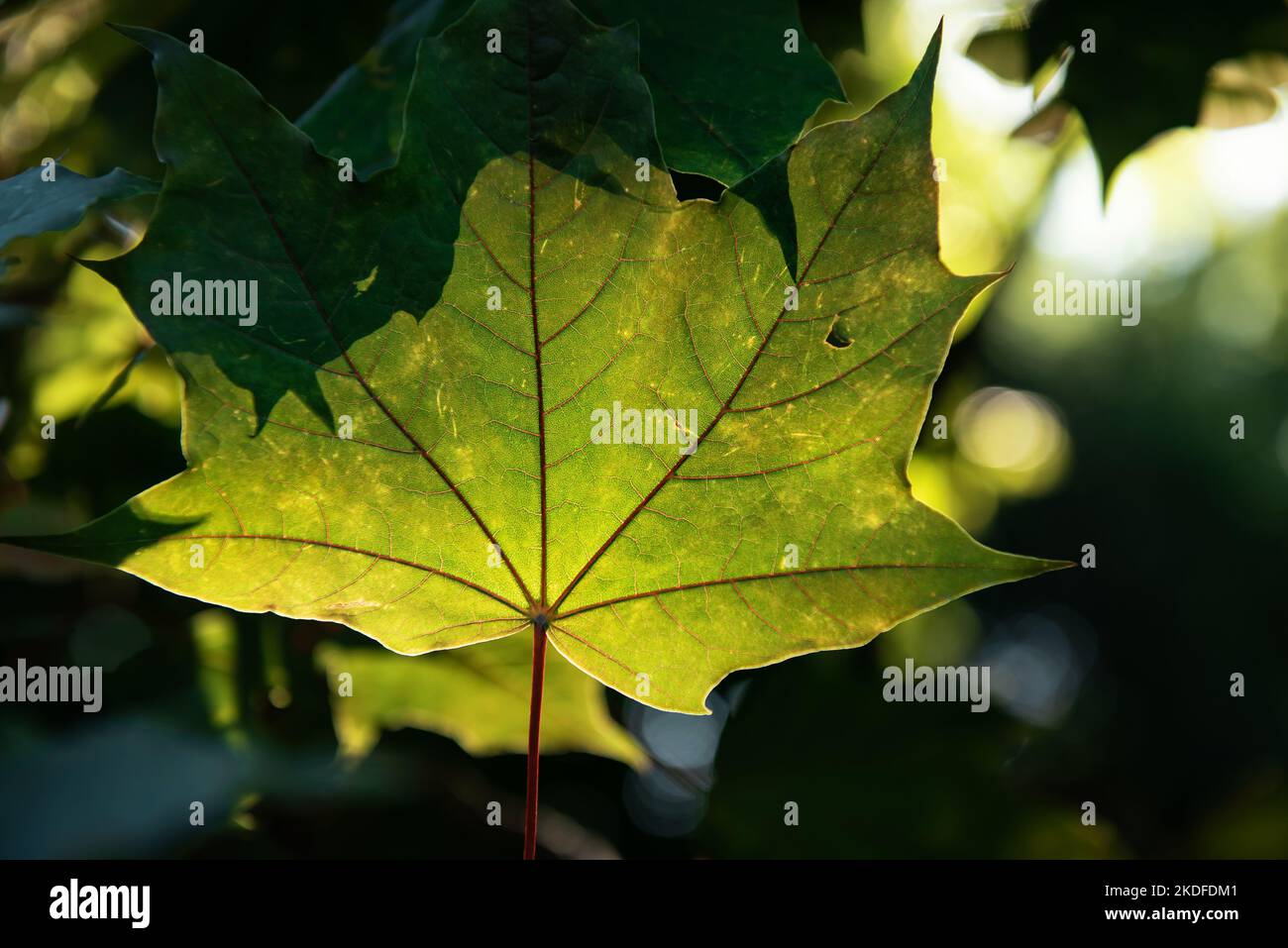 Lumen leaves hi-res stock photography and images - Alamy