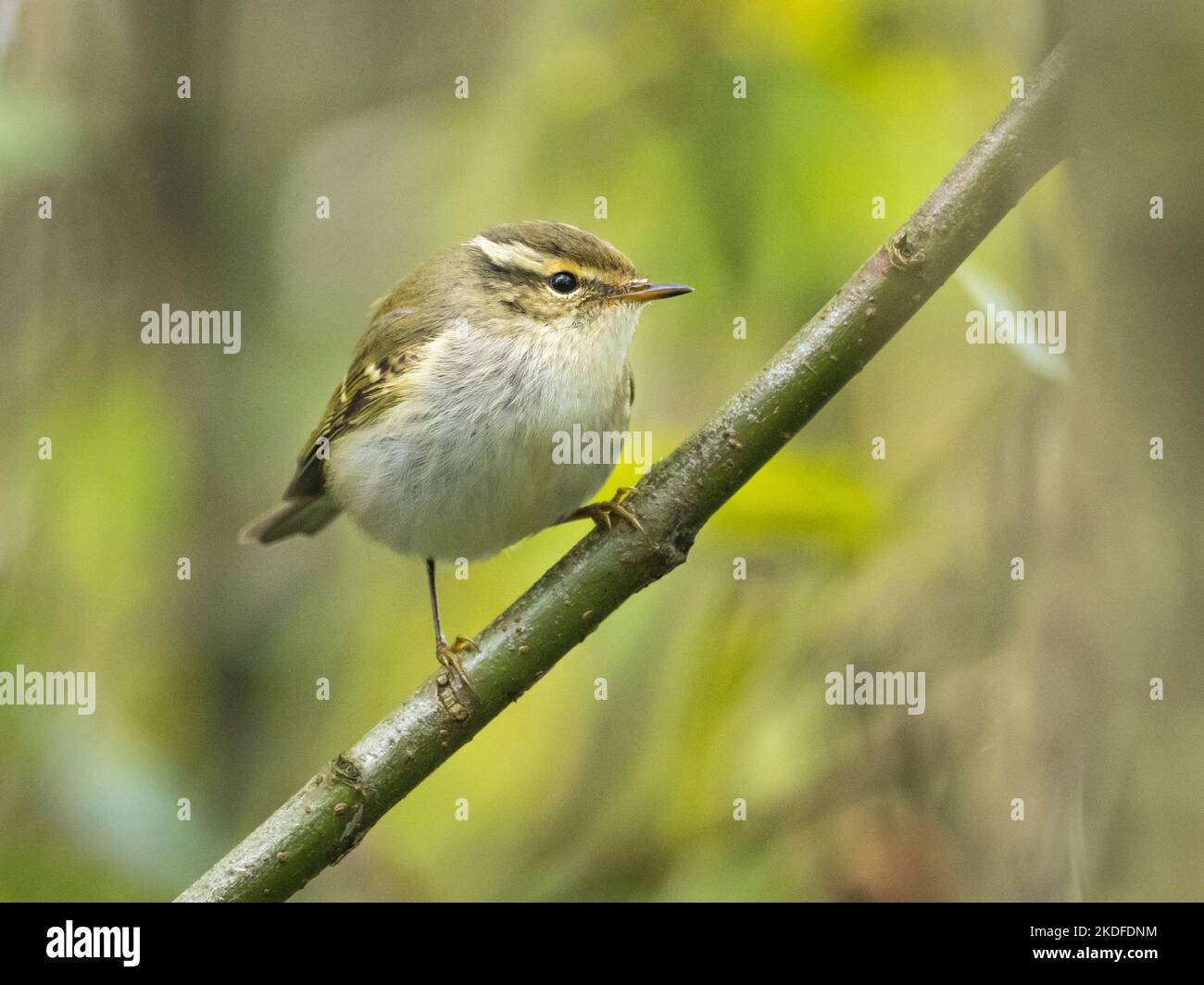 Yellow-browed Warbler (Phylloscopus inornatus), West Mainland, Shetland ...