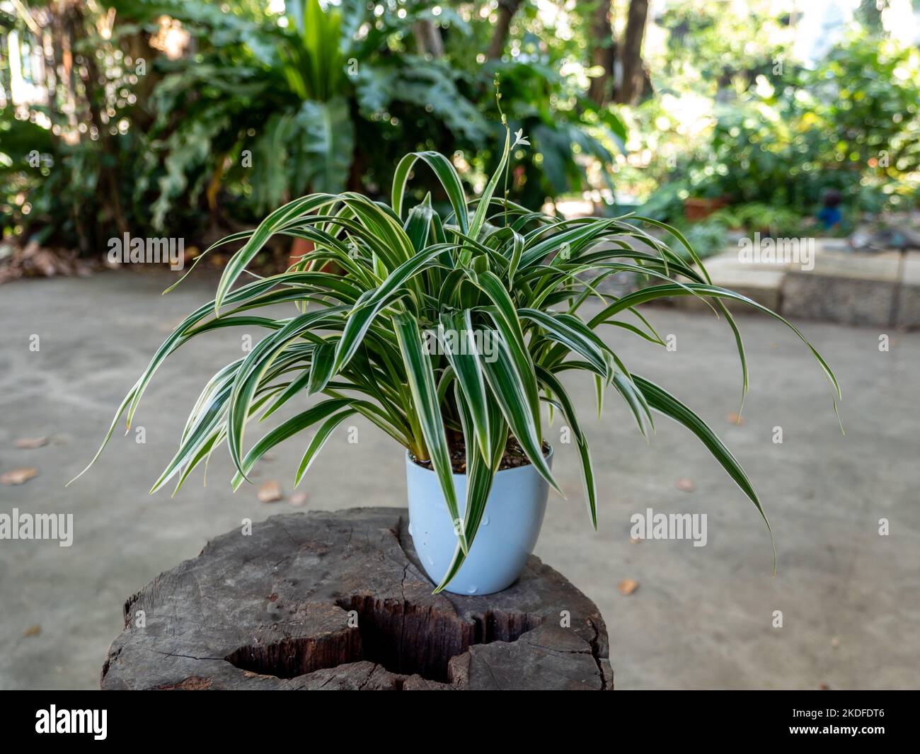 The Spider Plant in small pots to decorate the garden Stock Photo - Alamy