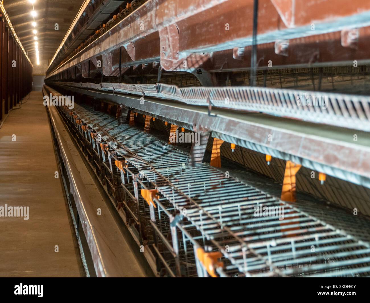 The empty laying cages in the chicken farm Stock Photo - Alamy