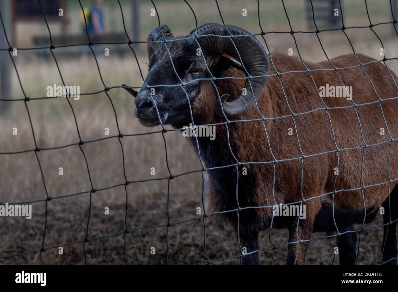 Curly horns hi-res stock photography and images - Alamy