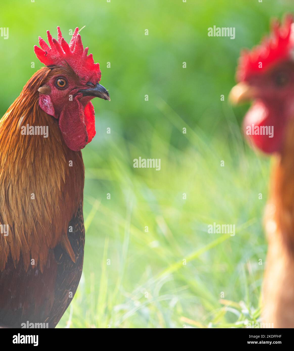A vertical shot of two roosters looking at each other creating an ...