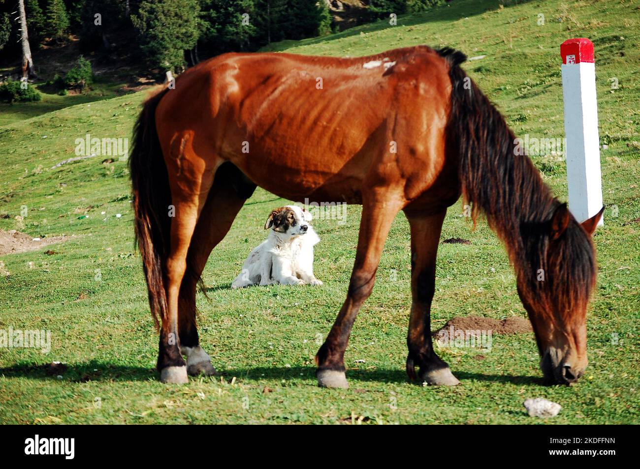 A white dog and brown horse in the pasture Stock Photo - Alamy
