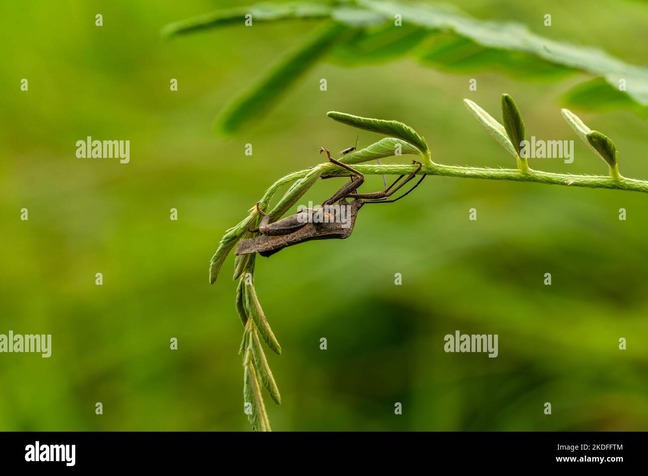 A pest animal named Arilus cristatus who is hanging on the tip of a ...