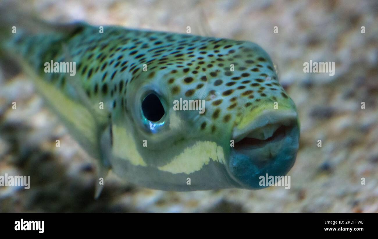 A closeup shot of a fish swimming underwater Stock Photo - Alamy