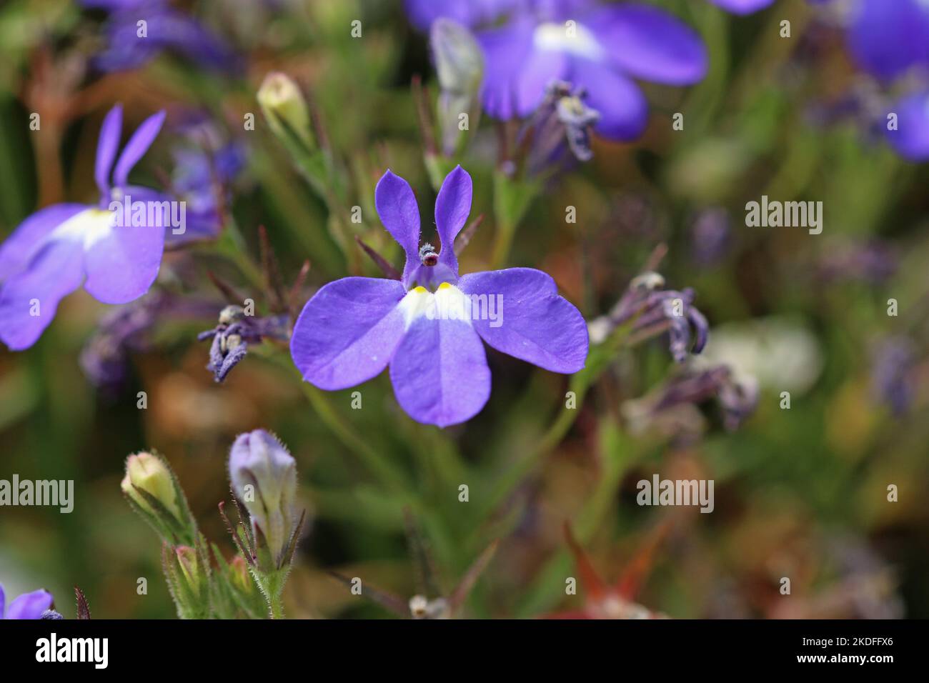 Blue lobelia, Lobelia erinus of unknown variety, flowers in close up ...