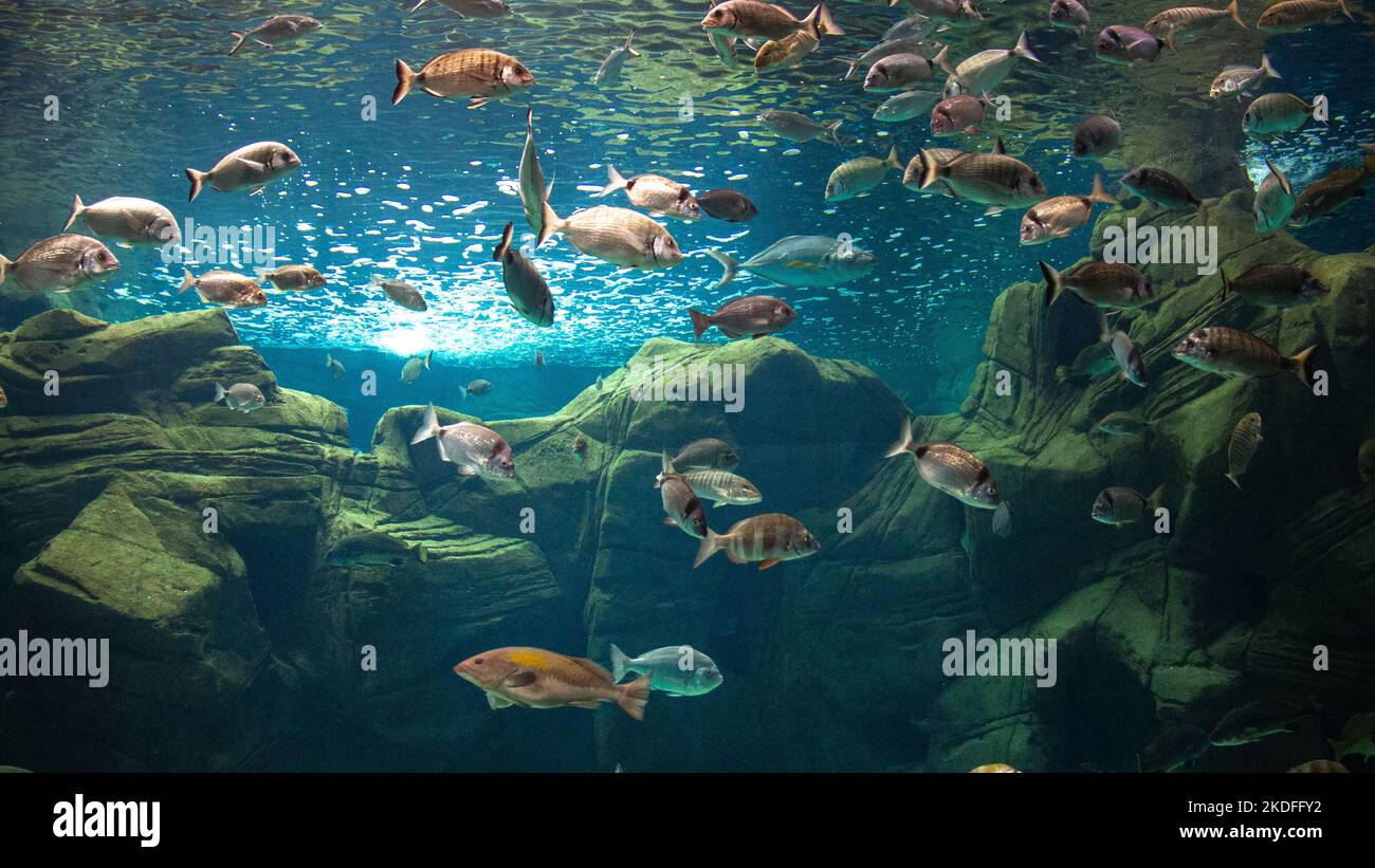 Medium sized fish hi-res stock photography and images - Alamy