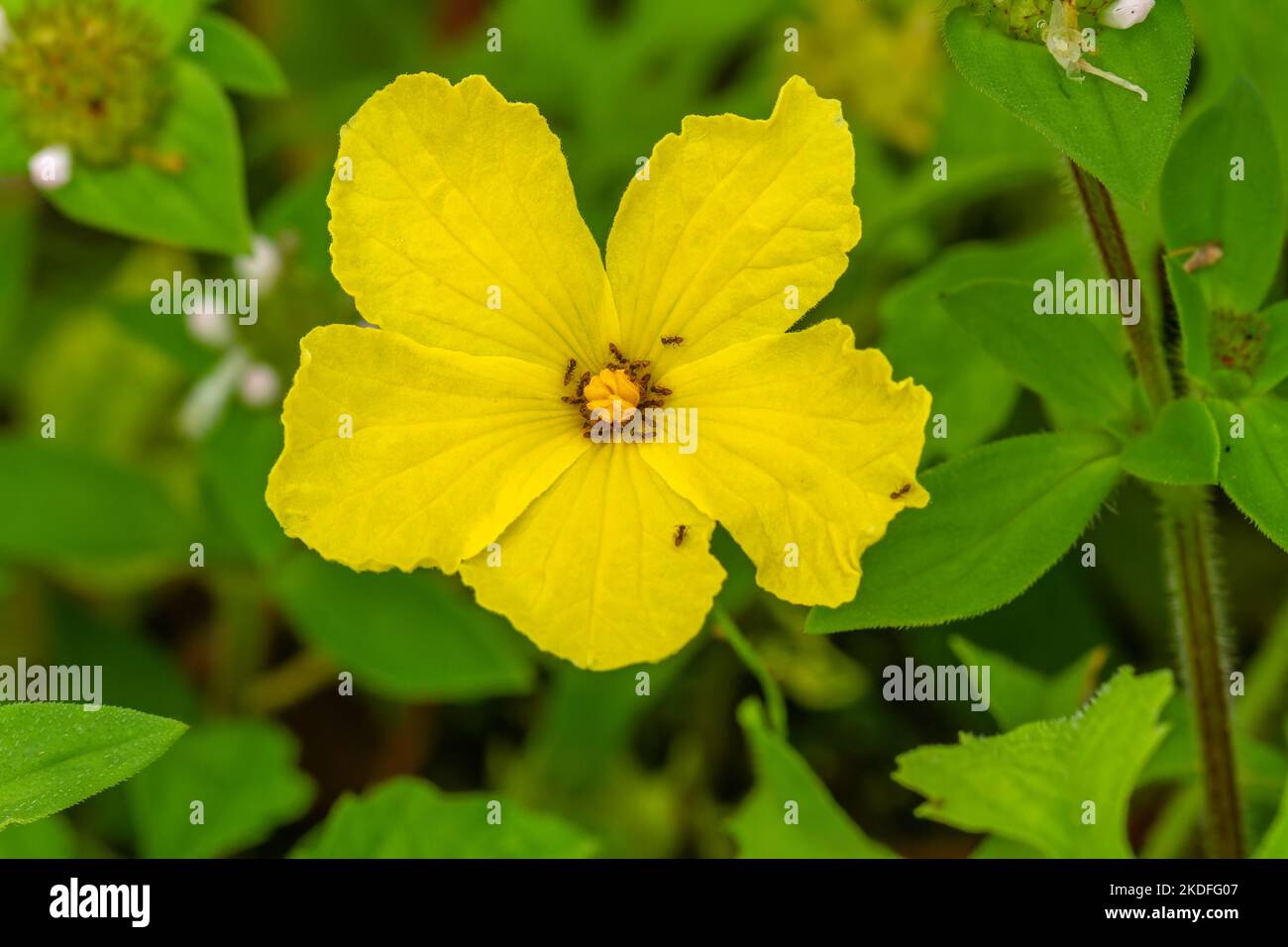 A yellow flower of the Bitter Melon plant pokes out among the green ...