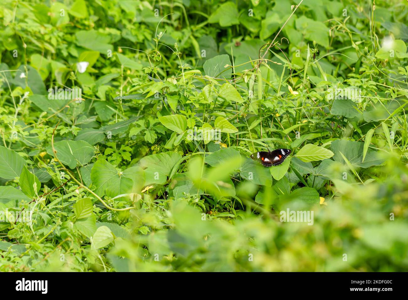 A butterfly perched on the fresh green grass on a sunny morning, the ...
