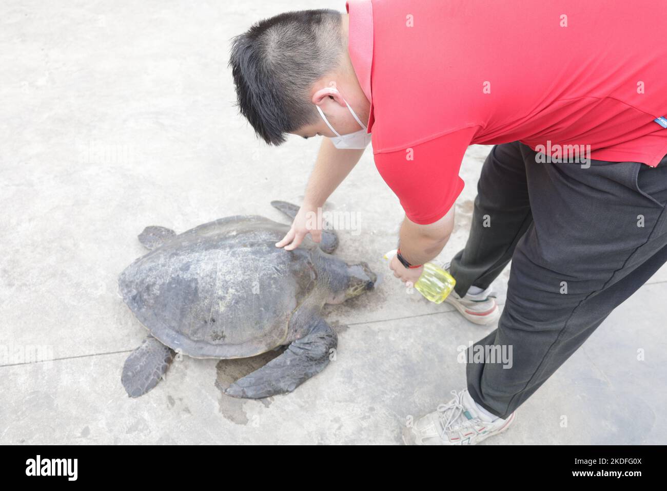 Accra. 4th Nov, 2022. A Chinese worker sprays water onto a rescued sea ...