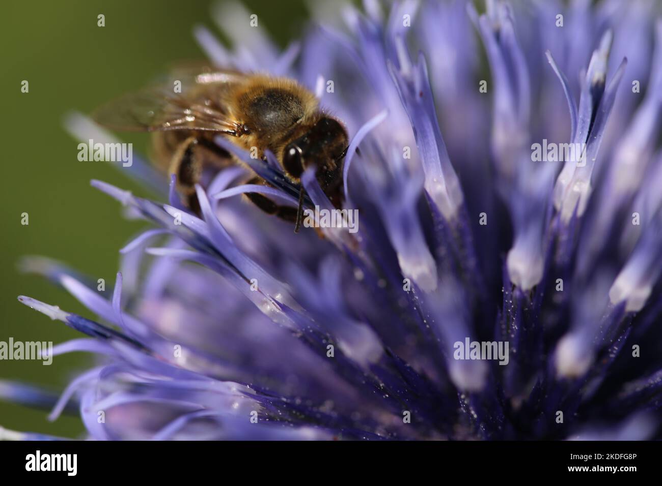 A closeup shot of a bee on a purple flower in a garden Stock Photo - Alamy