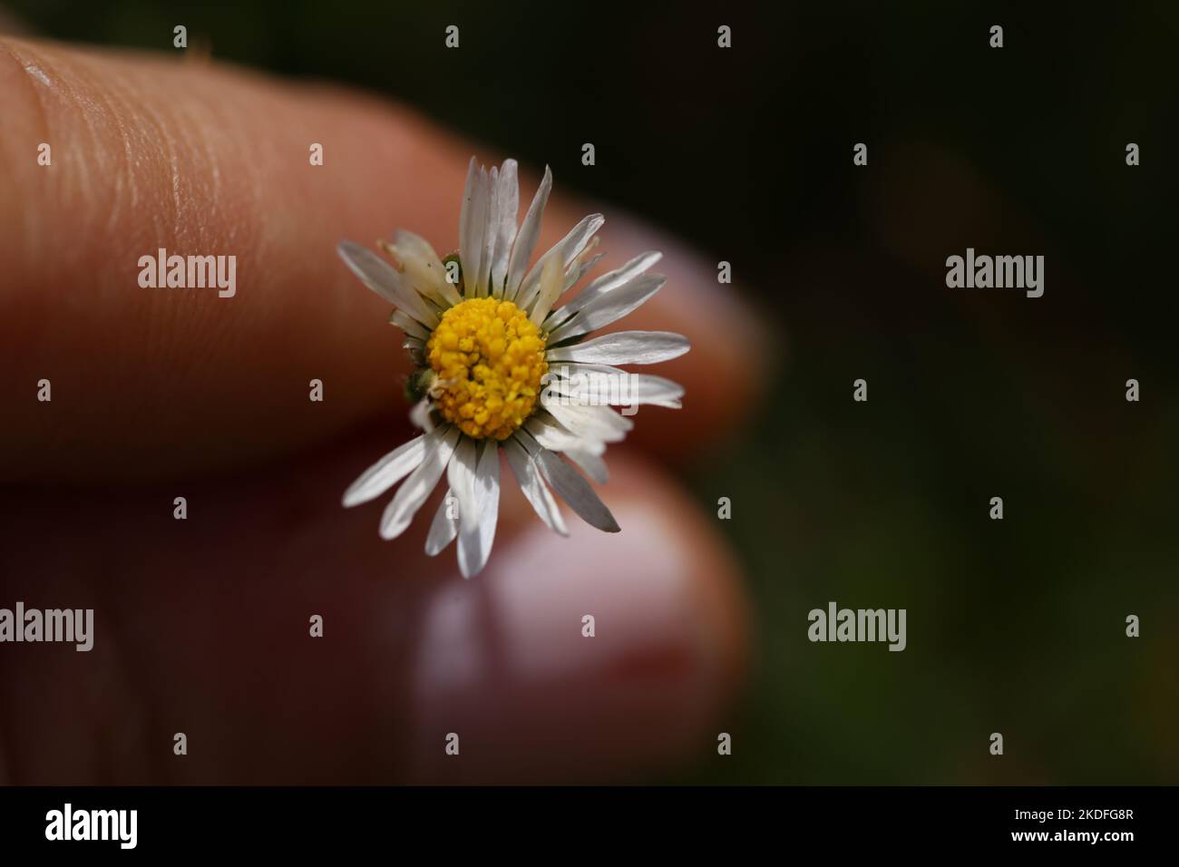 A closeup shot of a small common daisy in a hand Stock Photo - Alamy