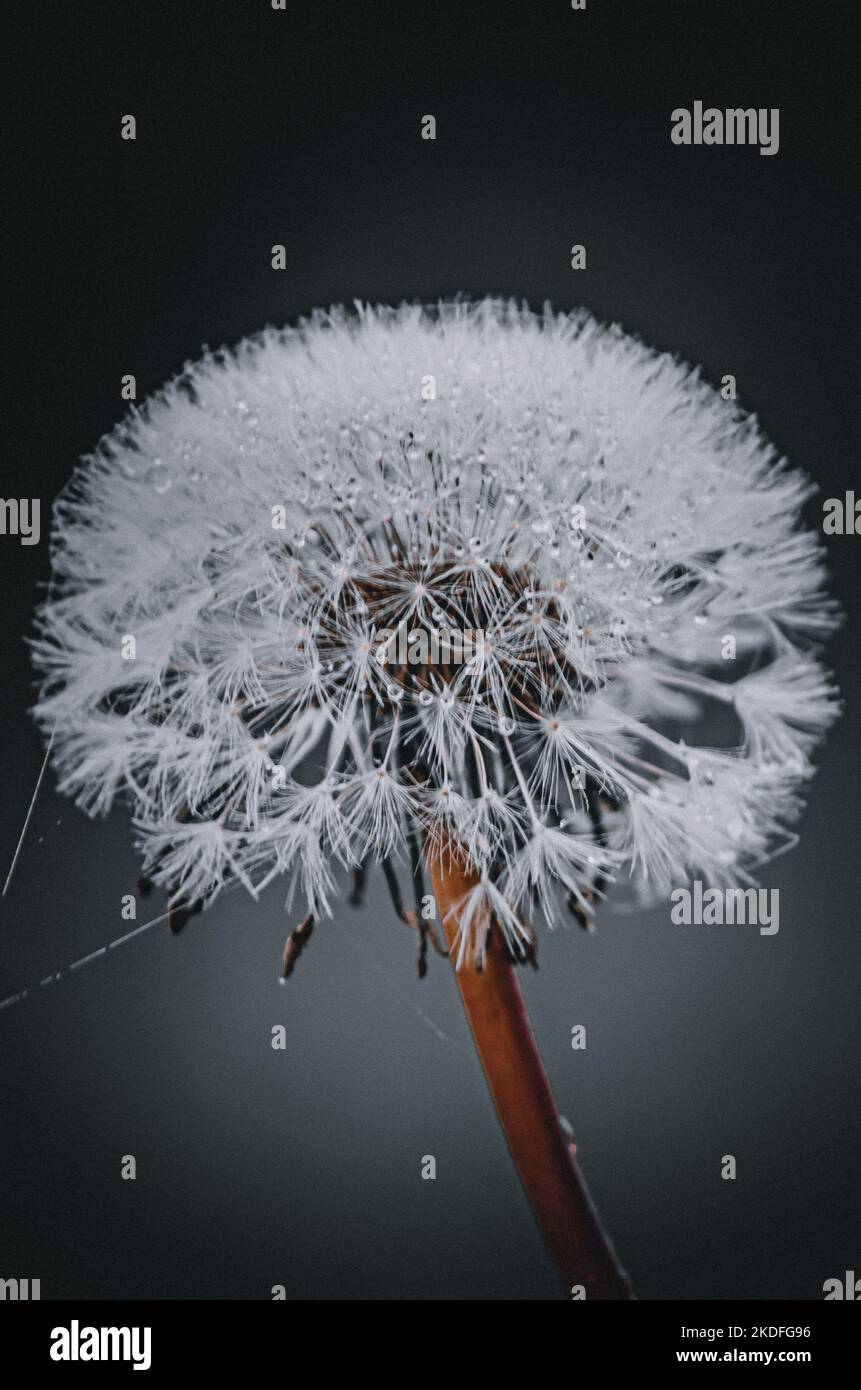 A vertical closeup of a common dandelion, Taraxacum officinale with a ...