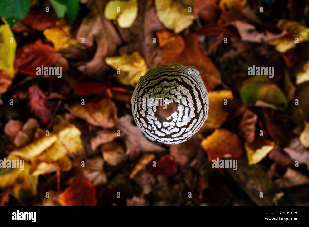 Small mushroom on background of fallen leaves in autumn forest Stock ...