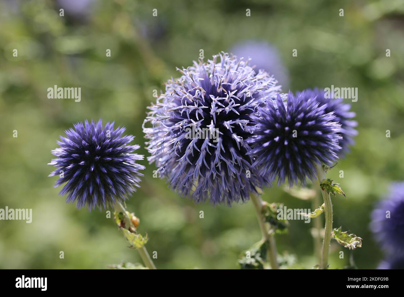 A closeup shot of Echinops setifer flowers in a garden Stock Photo - Alamy