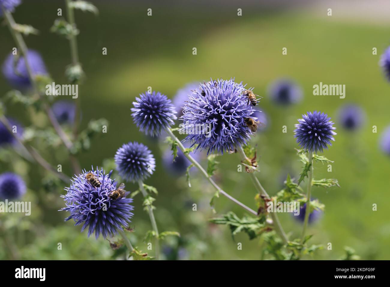 A closeup shot of a bee on a purple flower in a garden Stock Photo - Alamy