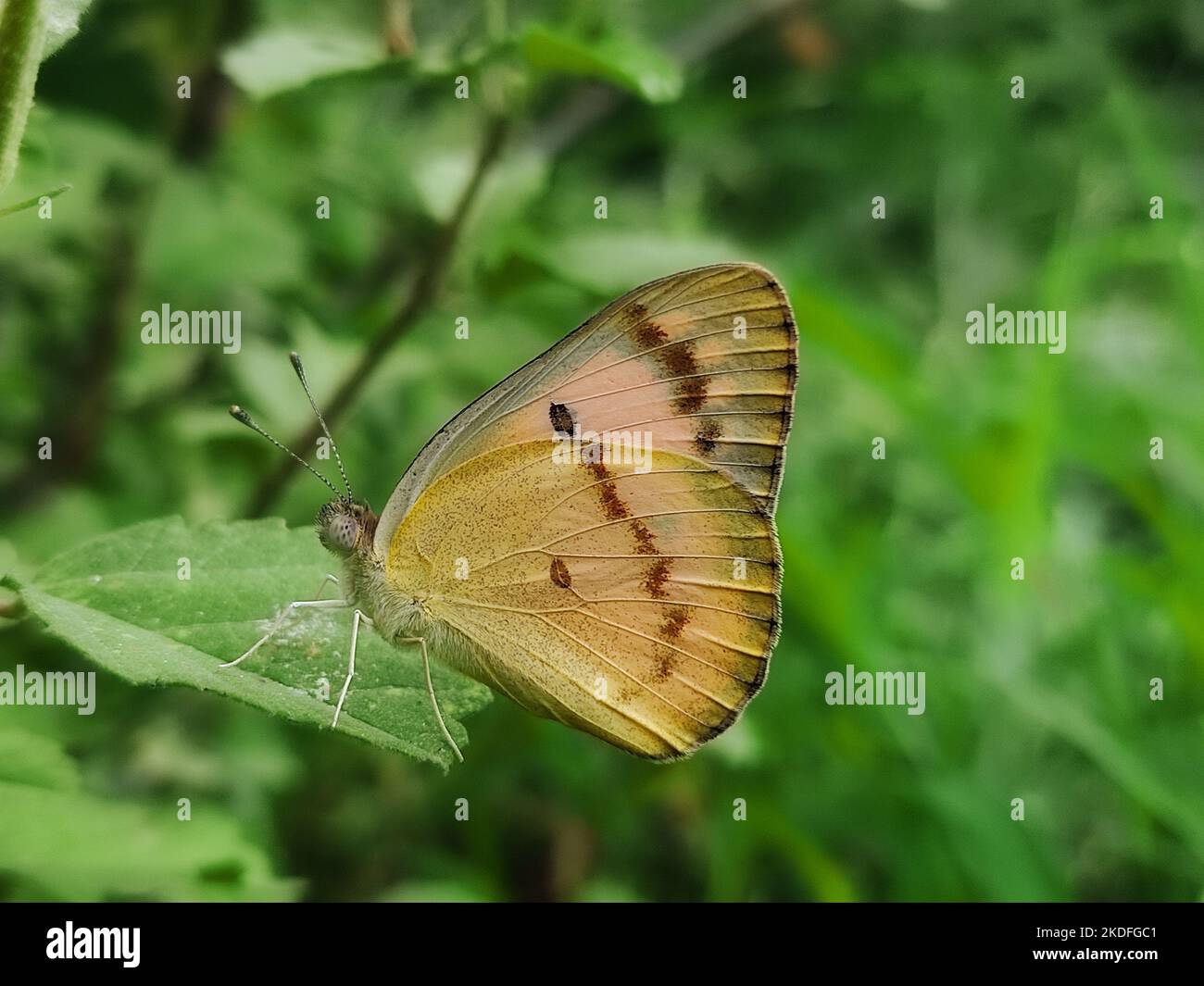 Colotis hi-res stock photography and images - Alamy
