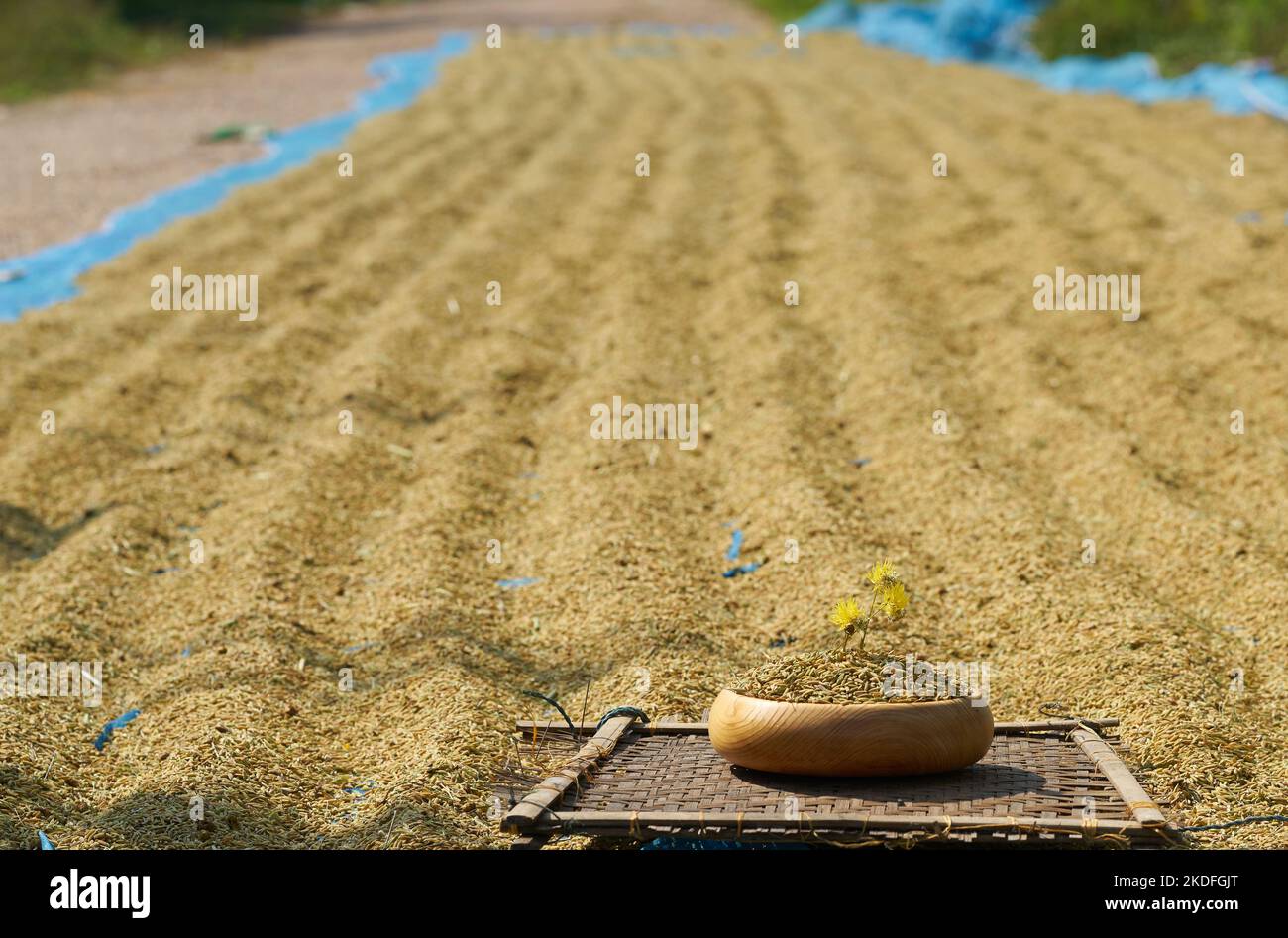 Drying rice by the roadside in rural Thailand Stock Photo - Alamy