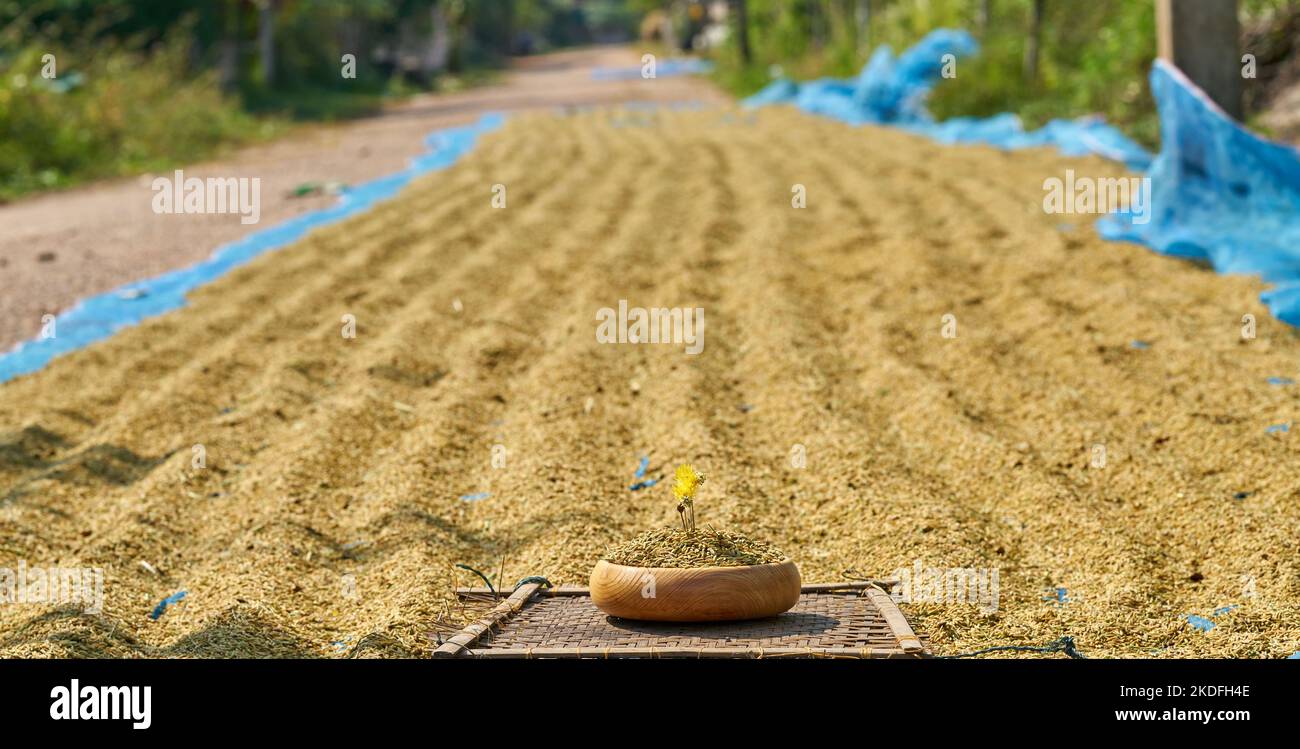 Drying rice by the roadside in rural Thailand Stock Photo - Alamy