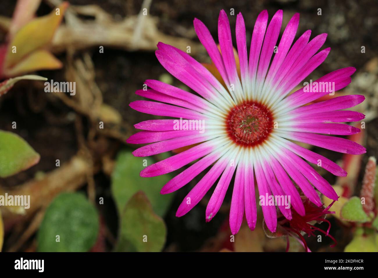 Pink livingstone daisy, Mesembryanthemum criniflorum, flower in close ...