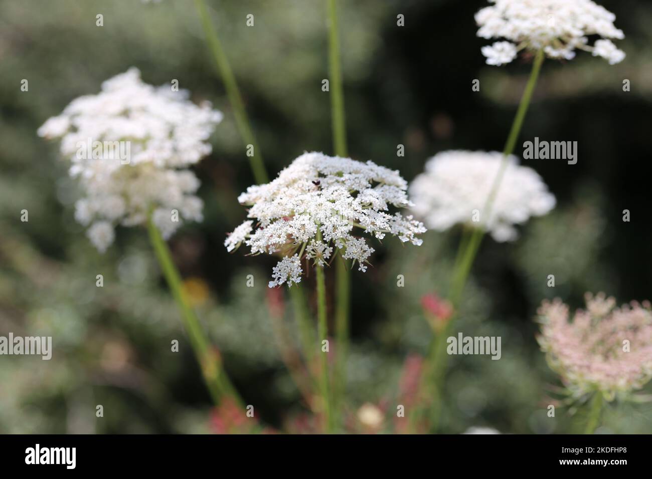 A shallow focus image of Daucus carota flower in a filed Stock Photo ...